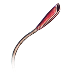 Ver marin - Objects - Kanka