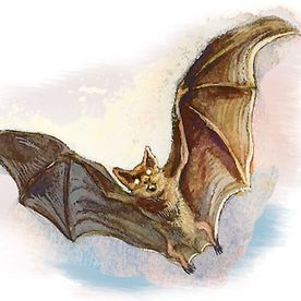 Bat - Creatures