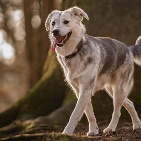 Overview - Wanderers