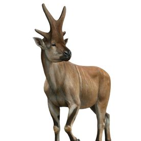 Silgarim - Creatures - Kanka