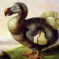 Dodo - Creatures - Kanka