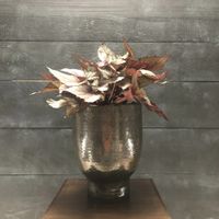 Helian Begonia - Objects - Kanka