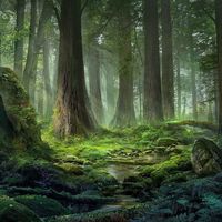 Neverwinter Wood - Locations - Kanka