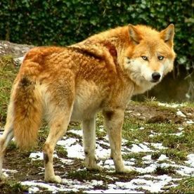 Abigail Mac Allister - Characters - Kanka